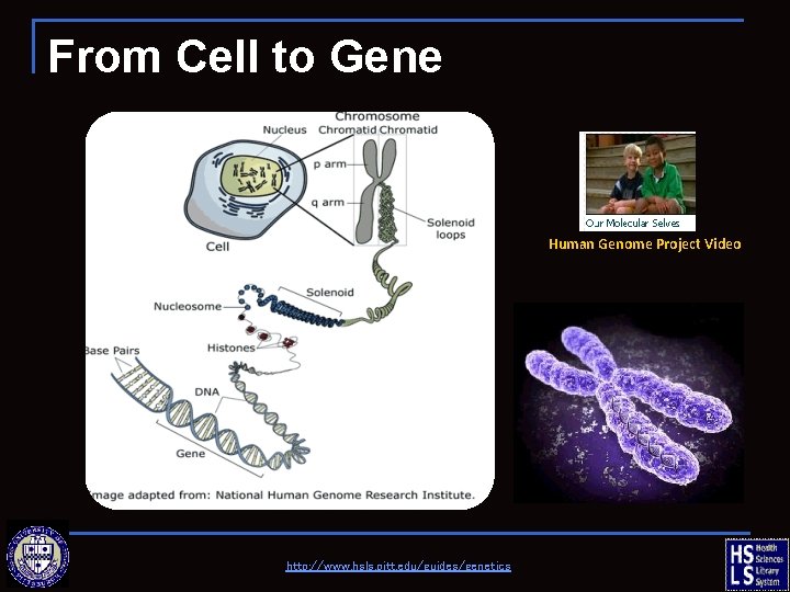 Introduction to Bio Computing Biology in silico 3