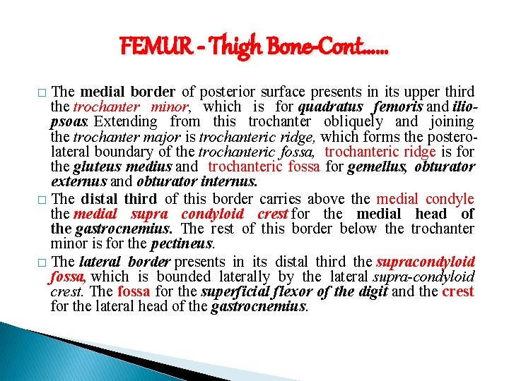 VETERINARY ANATOMY UNIT 6 TopicIII STUDY ABOUT FEMUR