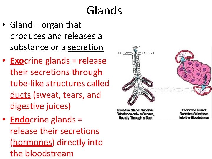 Endocrine System Remember Your nervous system senses impulses