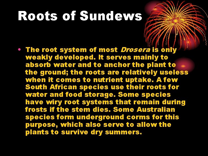 Sundews a k a Drosera Habitat Sundews generally