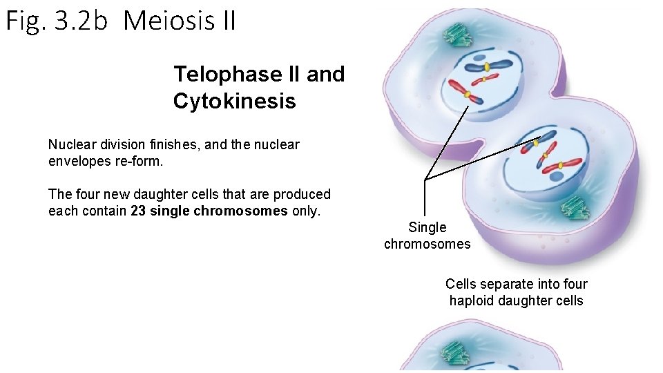 Chapter 3 Embryology Human development in brief Mitosis