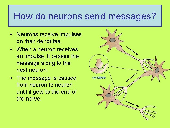 The Nervous System Dont be nervous youre going