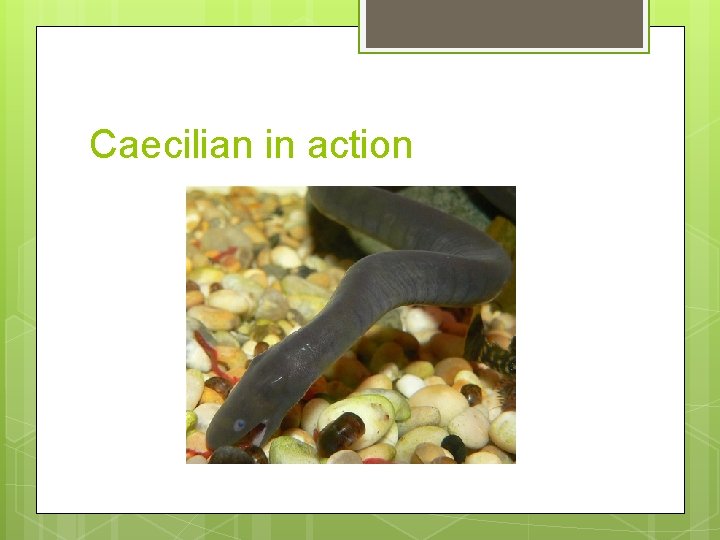 Amphibians and survival 12 B 2 b Identify