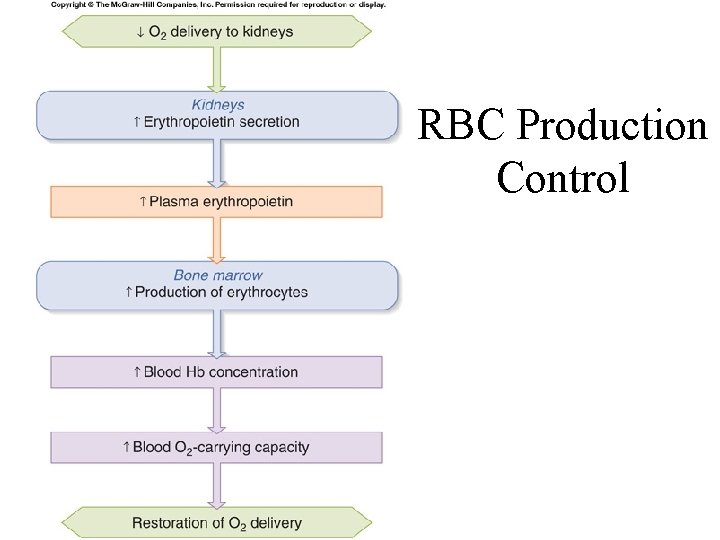 Cardiovascular System Blood General Physiology Tony Serino Ph
