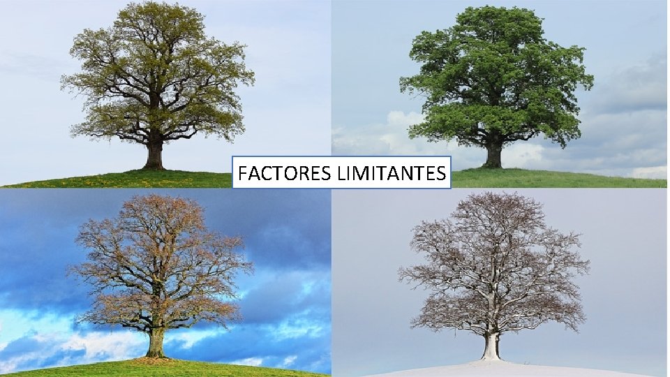 FACTORES LIMITANTES Qu es Son factores que pueden