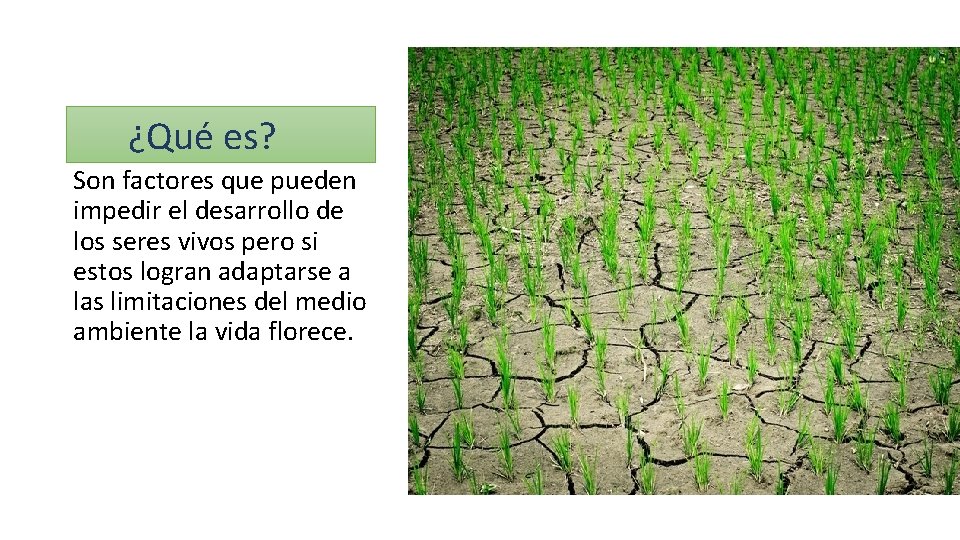 FACTORES LIMITANTES Qu es Son factores que pueden