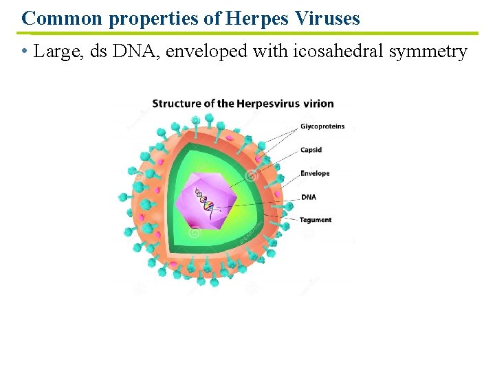 Herpes Viruses Dr Sara Asser Lecturer of Microbiology