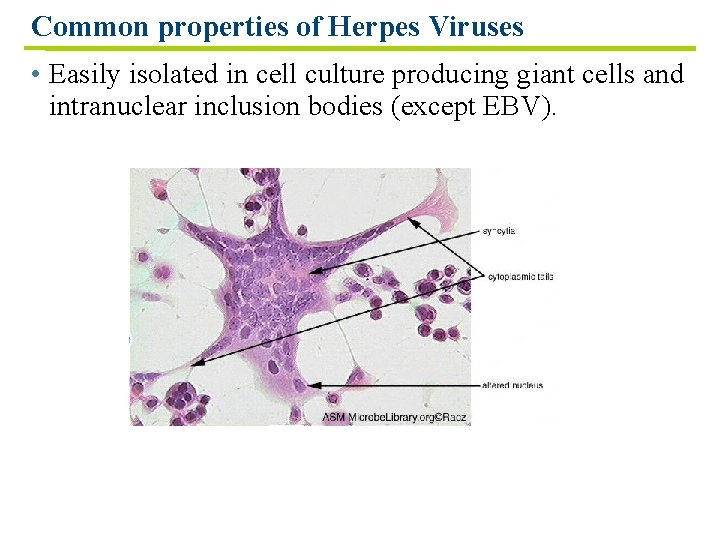 Herpes Viruses Dr Sara Asser Lecturer of Microbiology