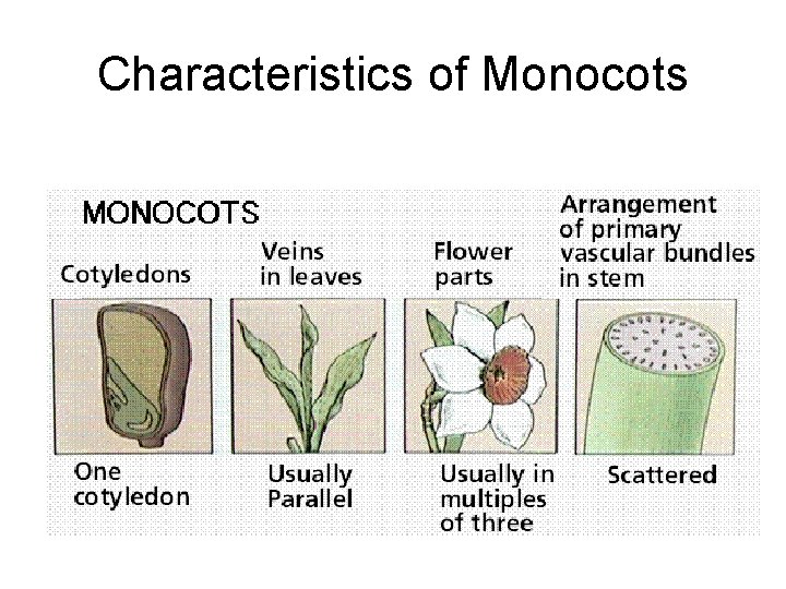 Plant Cell and Anatomy AICE Biology Characteristics of
