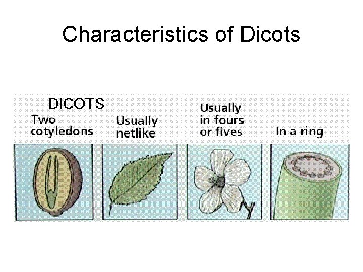 Plant Cell and Anatomy AICE Biology Characteristics of