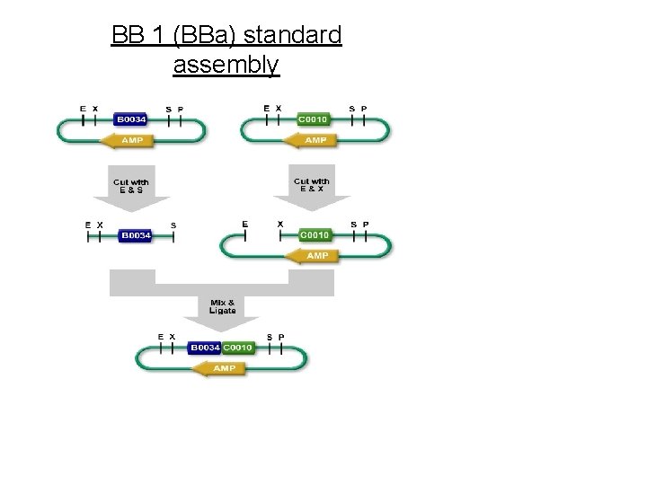 DNA a Ss Em Bl Y t Ec