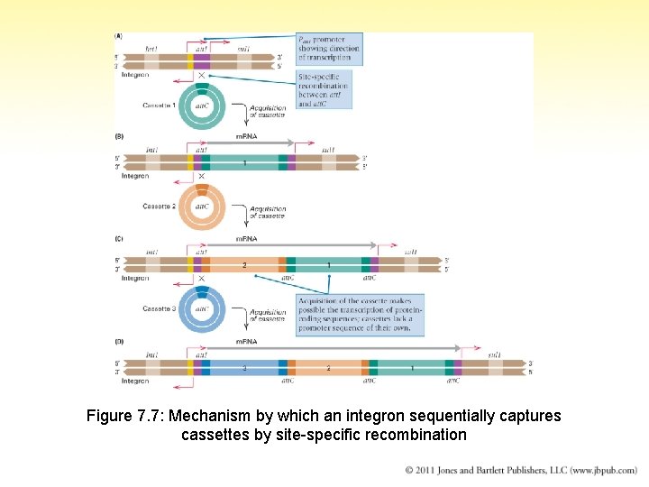 Chapter 7 The Genetics of Bacteria and Their