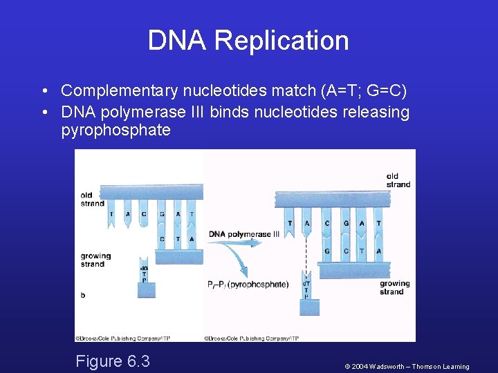 Chapter 6 The Genetics of Microorganisms 2004 Wadsworth