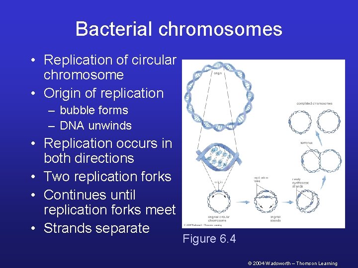 Chapter 6 The Genetics of Microorganisms 2004 Wadsworth