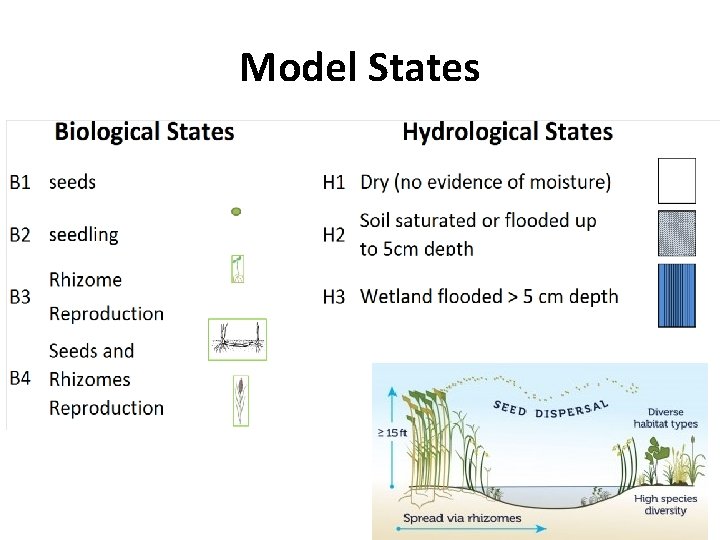 Modeling to Improve Wetlands Management Omar Alminagorta David