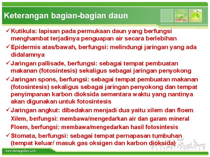 LOGO STRUKTUR DAN FUNGSI JARINGAN PADA TUMBUHAN BY