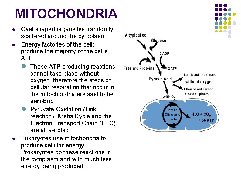 MITOCHONDRIA l l l Oval shaped organelles randomly