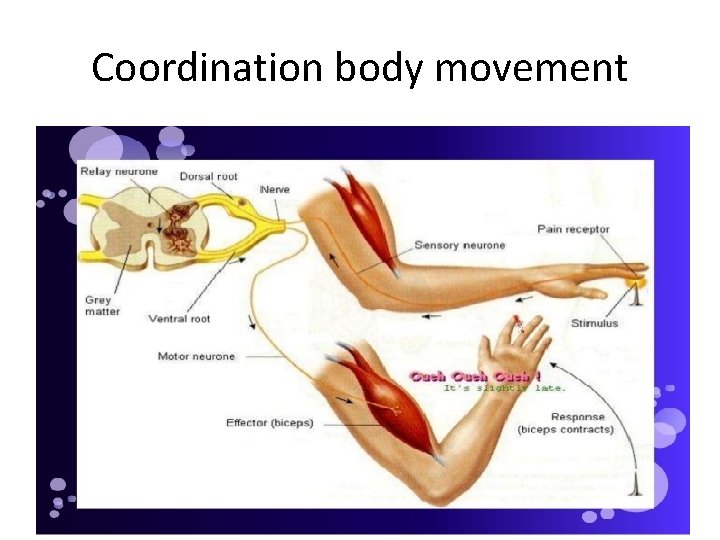 Introduction of mobility and immobility What is mobility