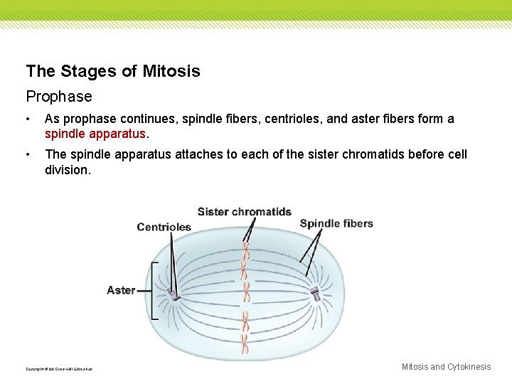 Section 2 Mitosis and Cytokinesis Eukaryotic cells reproduce