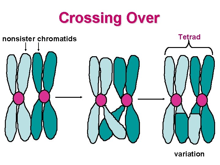 MEIOSIS Examples hair cells liver cells brain cells