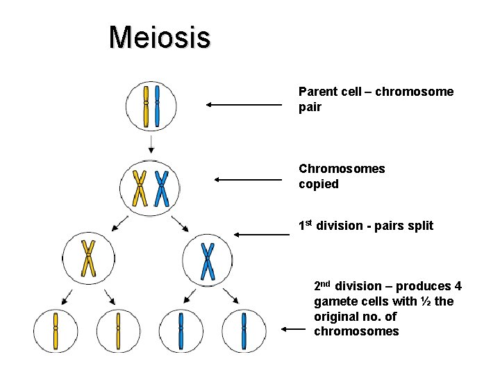 MEIOSIS Examples hair cells liver cells brain cells