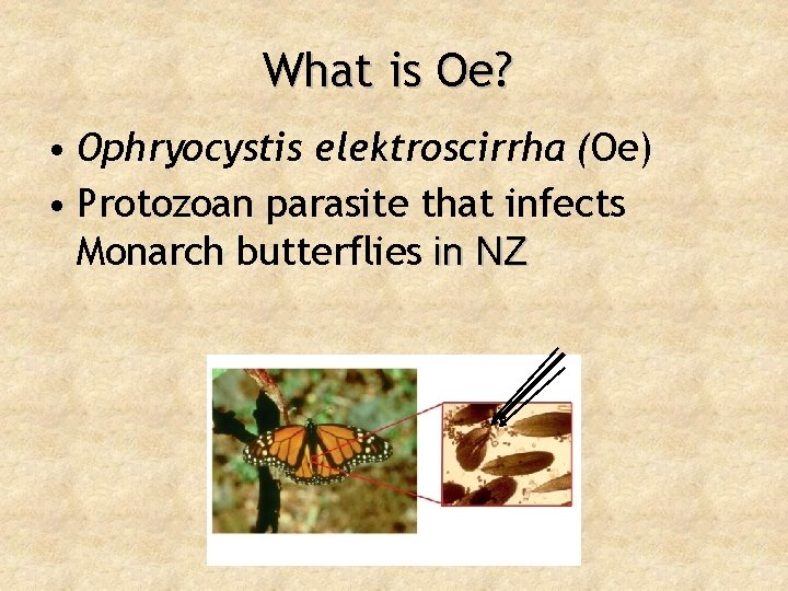Biology and life cycle of Oe What is