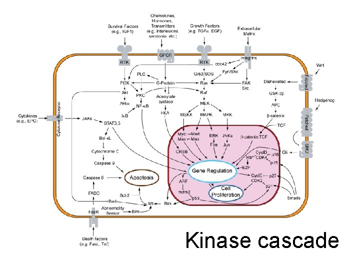 AH Biology Unit 1 Proteomics and Protein Structure