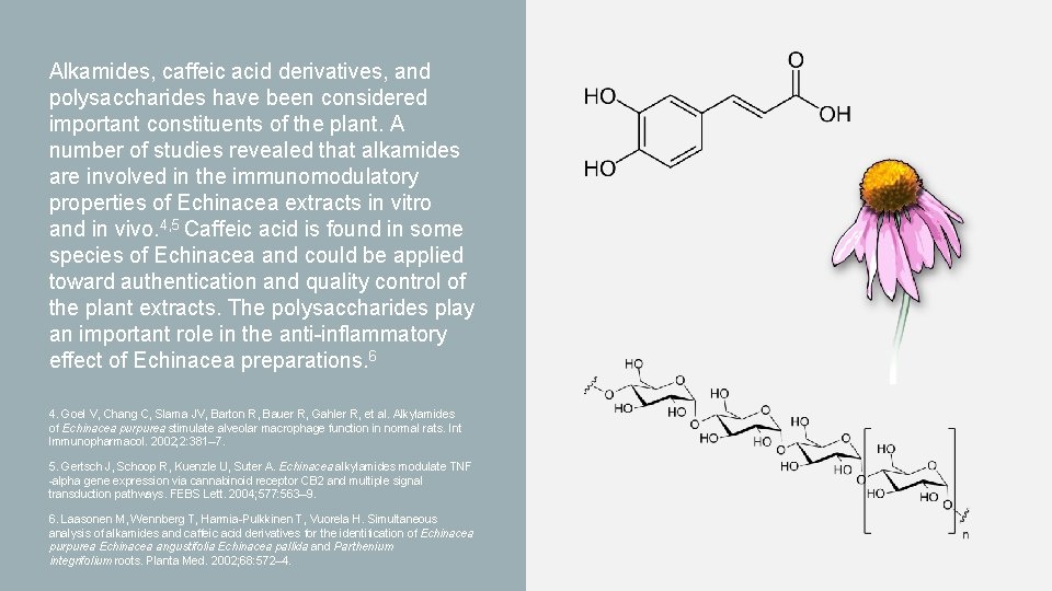 MEDICINAL PLANT ECHINACEA Melinda Atkins Echinacea purpurea Asteraceae