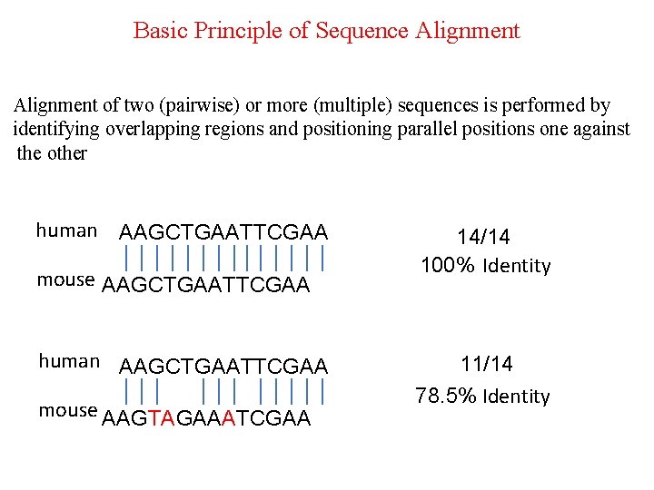 Introduction to sequence alignment What can we learn