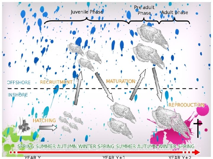 LIFE CYCLE OF CUTTLEFISH INTRODUCTION Entire life cycle