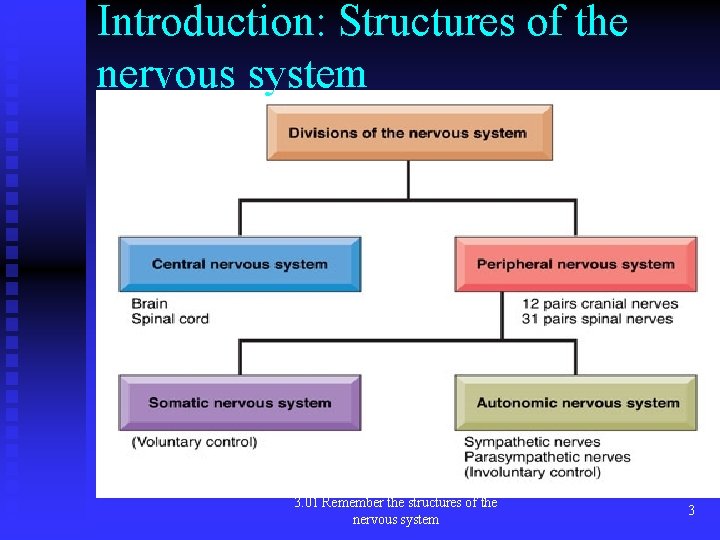 3 01 Remember the structures of the nervous