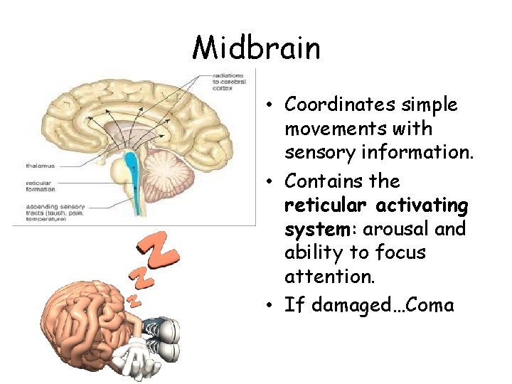 Biology and Behavior Chapter 3 1 Neural Communication