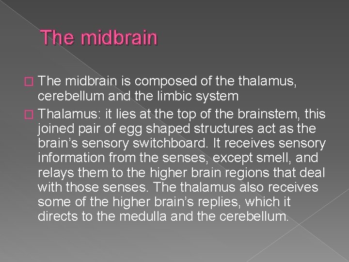 The Brain The older brain The Brainstem The