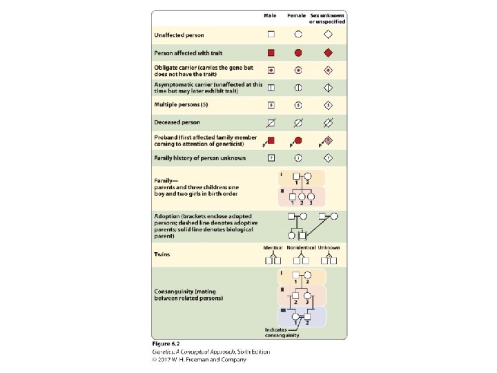 Benjamin A Pierce GENETICS A Conceptual Approach SIXTH