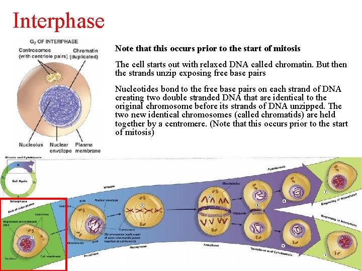 Mitosis the Cell Cycle The purpose of mitosis