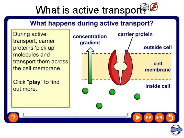 Minerals and Plants Learning objectives To know that