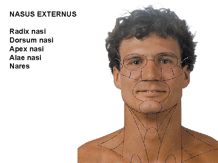 Regio nasalis NASUS EXTERNUS Radix nasi Dorsum nasi