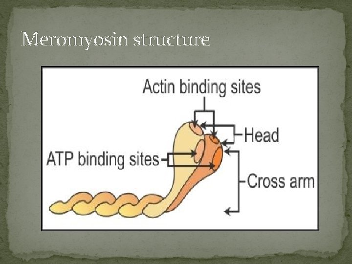 Strength training Structural proteins are added to muscle
