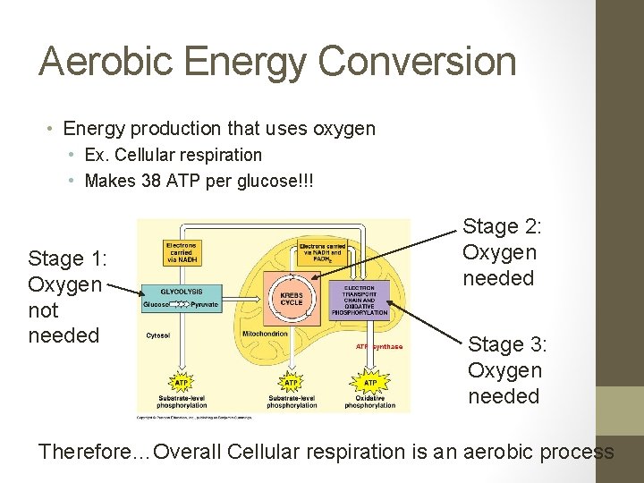 Aerobic vs Anaerobic Respiration Aerobic Energy Conversion Energy