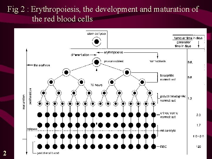 Physiology of the bone marrow 1 Hemopoiesis as