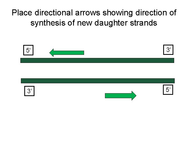 DNA Replication Replication copying of DNA The cell
