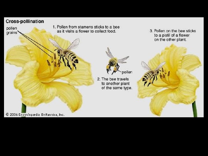 SciencePlants Flowers and Reproduction Parts of a Flower