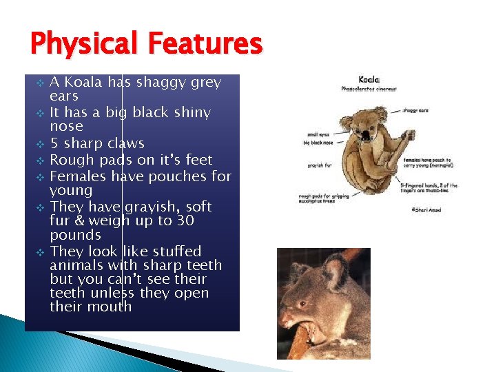 Koala Australias Symbol Power Point By GW Introduction