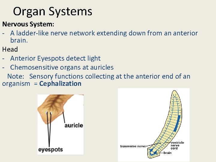 Phylum Platyhelminthes Parasite Monster Inside Me Part 2