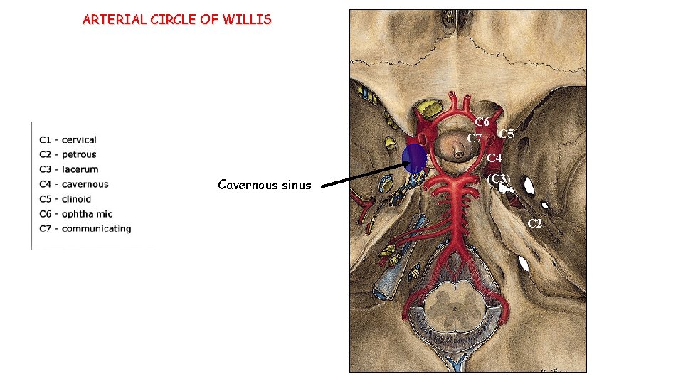 BLOOD VESSELS OF THE HEAD AND NECK Dr
