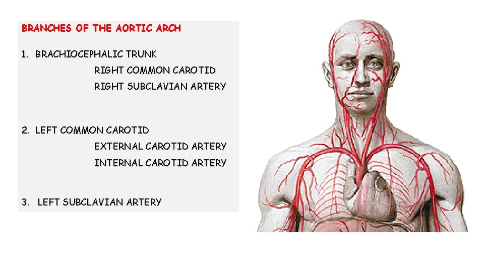 BLOOD VESSELS OF THE HEAD AND NECK Dr