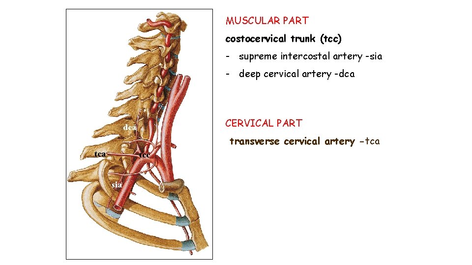 BLOOD VESSELS OF THE HEAD AND NECK Dr