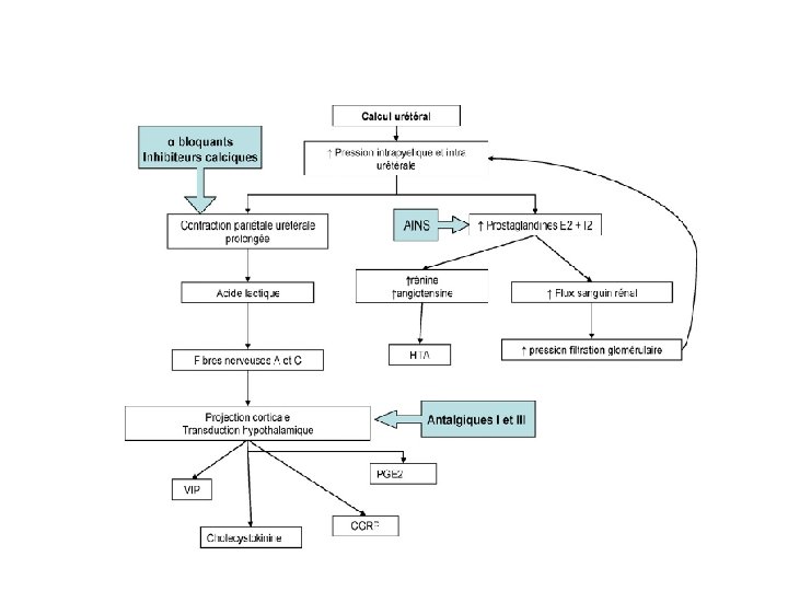 CAT DEVANT UNE COLIQUE NEPHRETIQUE Cas clinique INTRODUCTION
