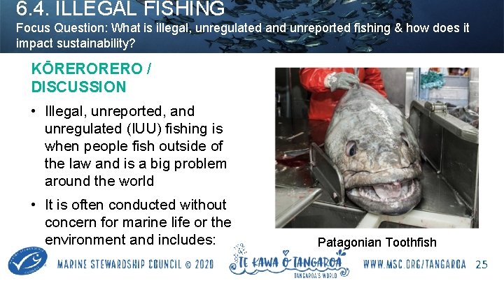 6 4 ILLEGAL FISHING Focus Question What is