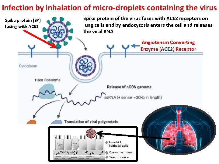 A Covid 19 presentation to the Rotary Club